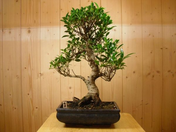 Ficus Bonsai Tree - 25cm Pot - ALL THINGS BONSAI