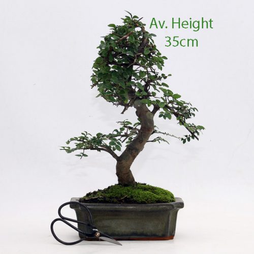 Bonsai Wire Starter Kit - ALL THINGS BONSAI
