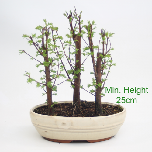 Dawn Redwood Bonsai Tree Group Metasequoia Number 203 - ALL THINGS BONSAI
