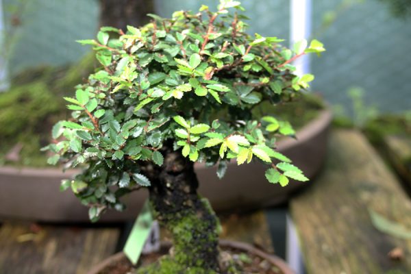 Chinese Elm Bonsai Tree Care Guide - ALL THINGS BONSAI