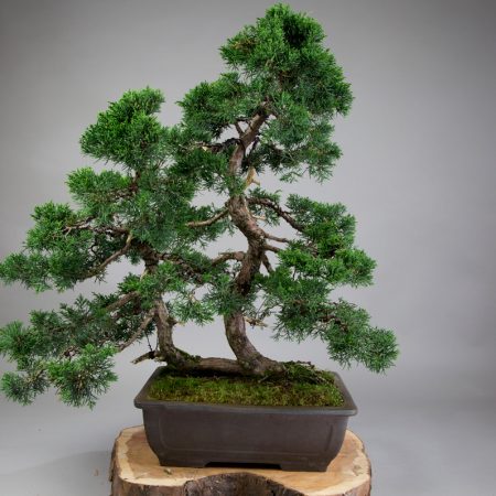 Bonsai Trees for sale - ALL THINGS BONSAI