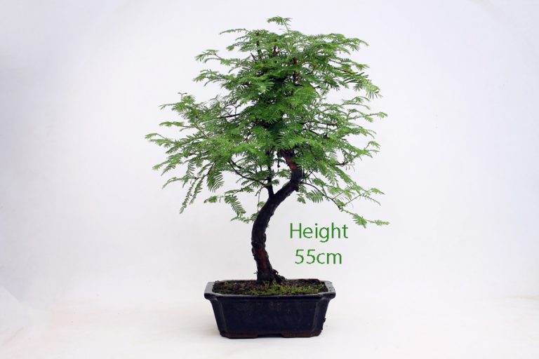Dawn Redwood Bonsai Tree Number 571 - ALL THINGS BONSAI