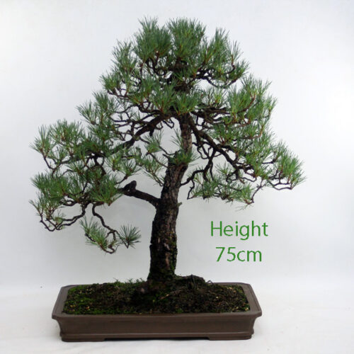 Scots Pine Bonsai Trees for sale - ALL THINGS BONSAI