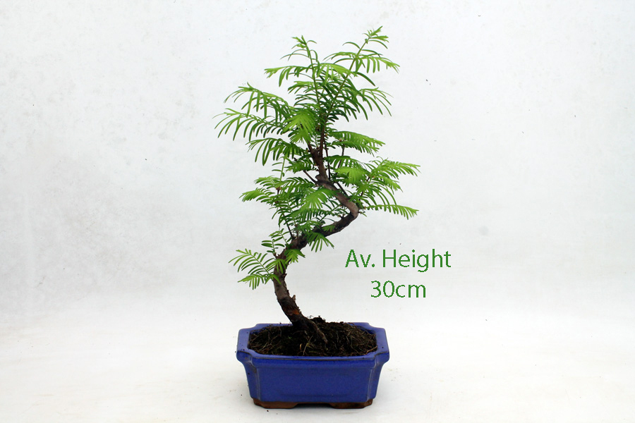 Dawn Redwood Bonsai Tree Small - ALL THINGS BONSAI