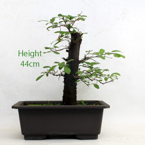 Part Trained Bonsai Trees - ALL THINGS BONSAI - For sale in the UK