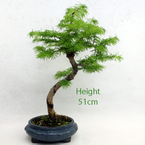 Larch Bonsai Trees for sale - ALL THINGS BONSAI