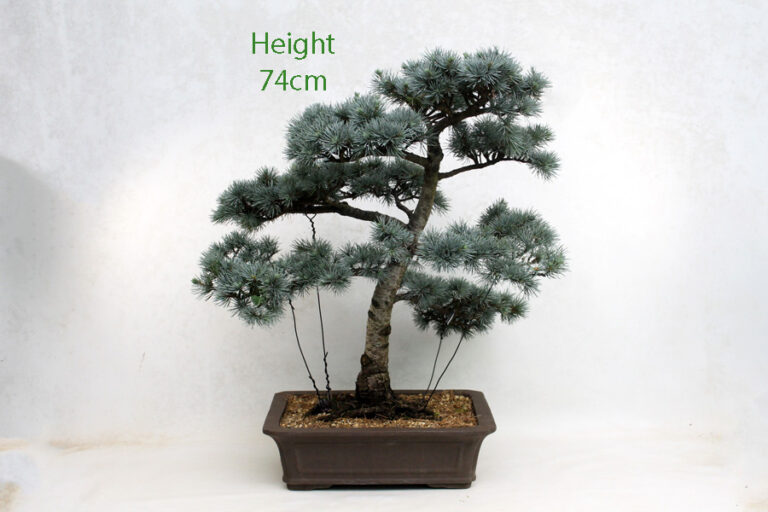 Blue Atlas Cedar Bonsai Tree Number 22Y - ALL THINGS BONSAI