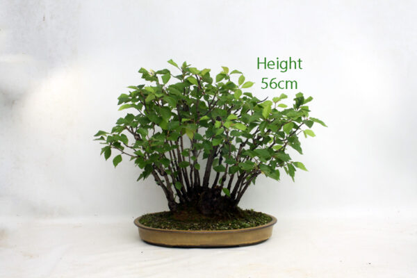 Cherry Flowering Clump Style Bonsai Tree Number 58Y - ALL THINGS BONSAI