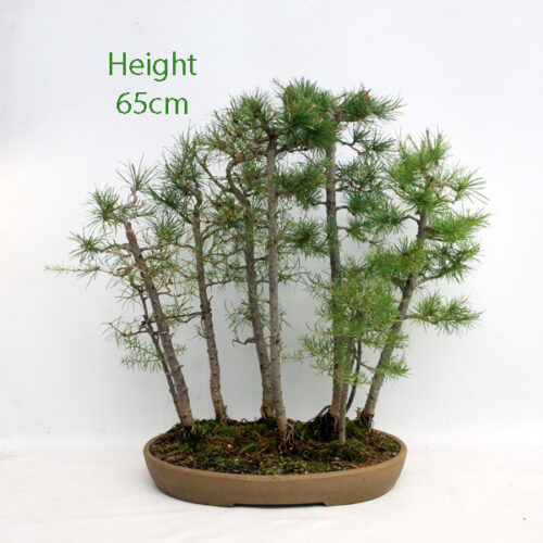 Larch Bonsai Trees for sale - ALL THINGS BONSAI