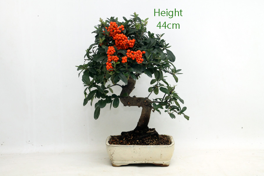 Pyracantha Flowering Bonsai Tree Number 97P - ALL THINGS BONSAI