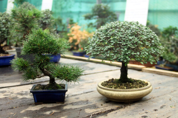 The easiest bonsai trees to grow - ALL THINGS BONSAI