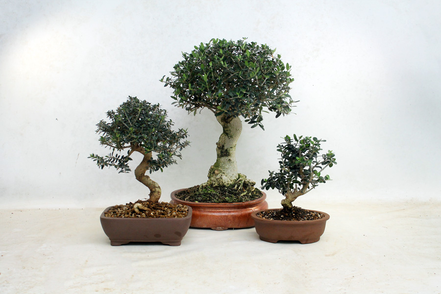 Olive Bonsai Trees Archives - ALL THINGS BONSAI