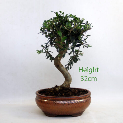 Olive Bonsai Trees Archives - ALL THINGS BONSAI