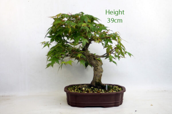 Acer Palmatum Japanese Maple Bonsai Tree Number 139P - ALL THINGS BONSAI