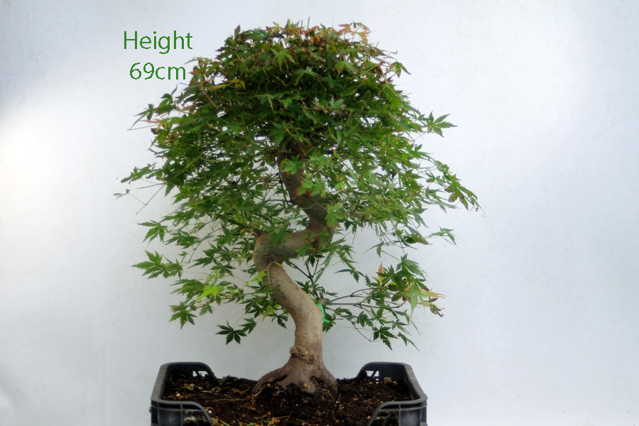 Acer Palmatum Japanese Maple Bonsai Tree Part Trained Number 14P - ALL ...