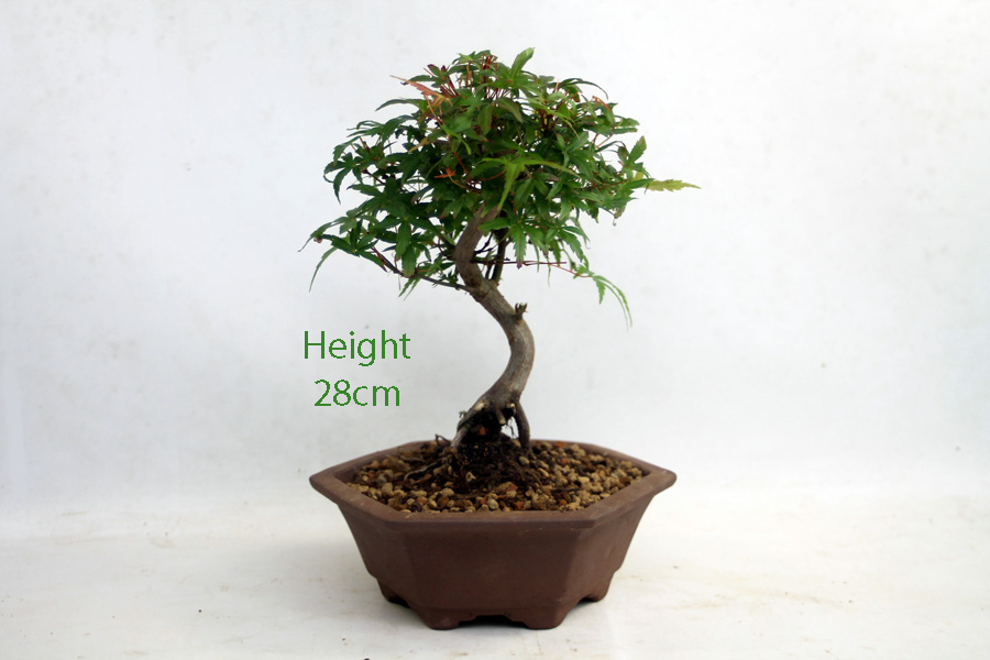 Acer Palmatum Japanese Maple Bonsai Tree Number 74Y - ALL THINGS BONSAI