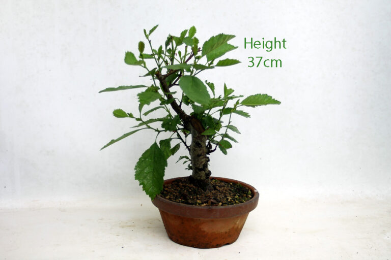 Hazel Bonsai Tree Number 218P Clearance Tree - ALL THINGS BONSAI