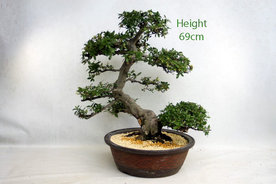 Azalea Asahi No Izumi Flowering Bonsai Tree Number 275P - ALL THINGS BONSAI