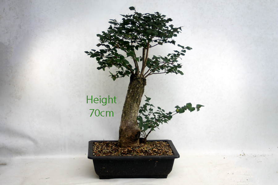 Field Elm Bonsai Tree Number 190P - ALL THINGS BONSAI