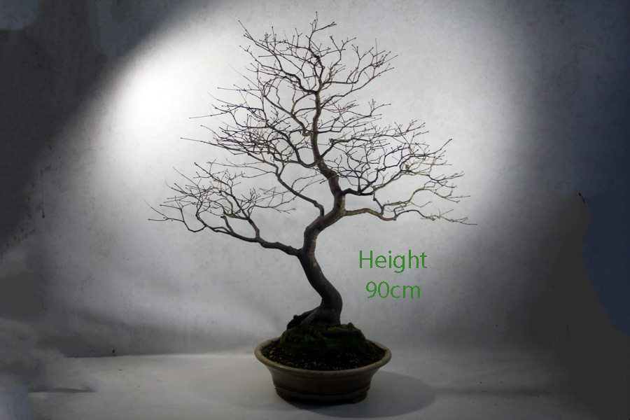 Acer Palmatum Osaka Suki Japanese Maple Bonsai Tree Number 11Y - ALL ...