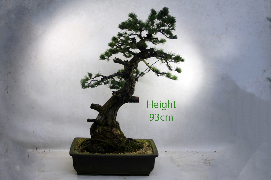 Japanese White Pine Bonsai Tree Number 319P - ALL THINGS BONSAI