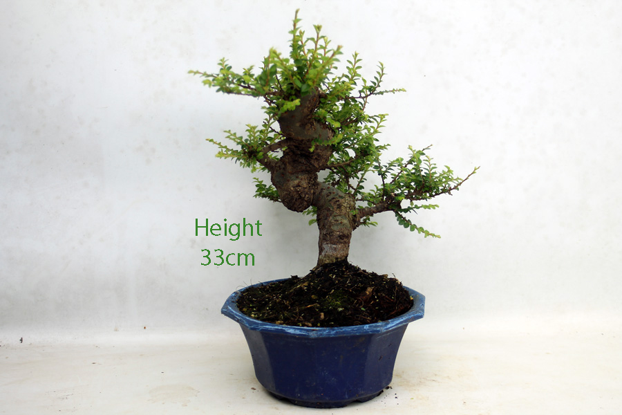 Seiju Elm Bonsai Tree Number 199P - ALL THINGS BONSAI