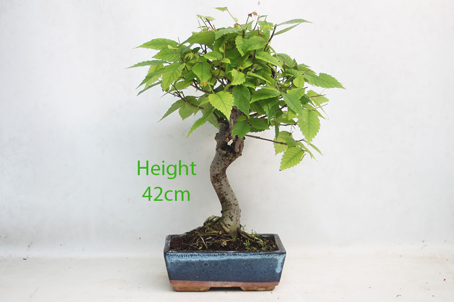 Zelkova Serrata Japanese Elm Bonsai Tree Number 56Y - ALL THINGS BONSAI
