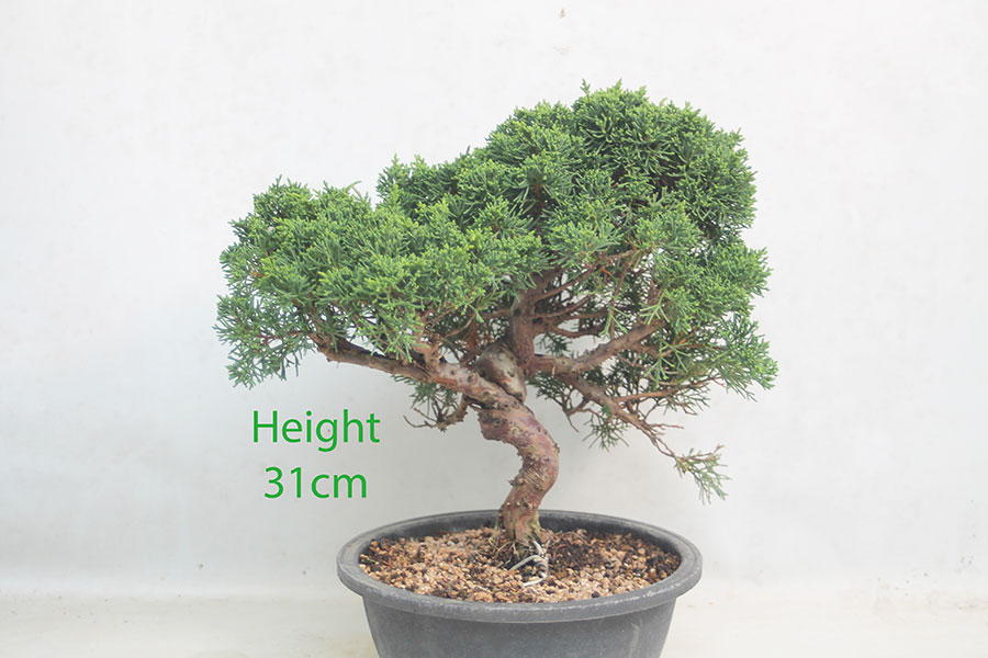 Chinese Juniper Bonsai Tree Part Trained Number 2B - ALL THINGS BONSAI