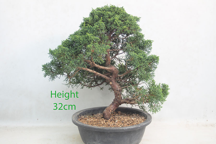 Chinese Juniper Bonsai Tree Part Trained Number 302P - ALL THINGS BONSAI
