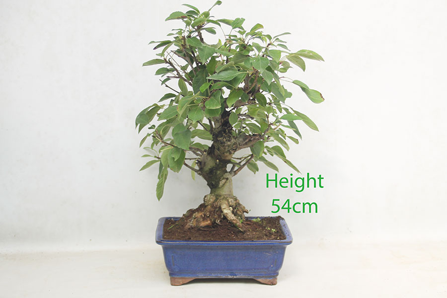 Crab Apple Flowering Bonsai Tree Malus Number 57Y - ALL THINGS BONSAI