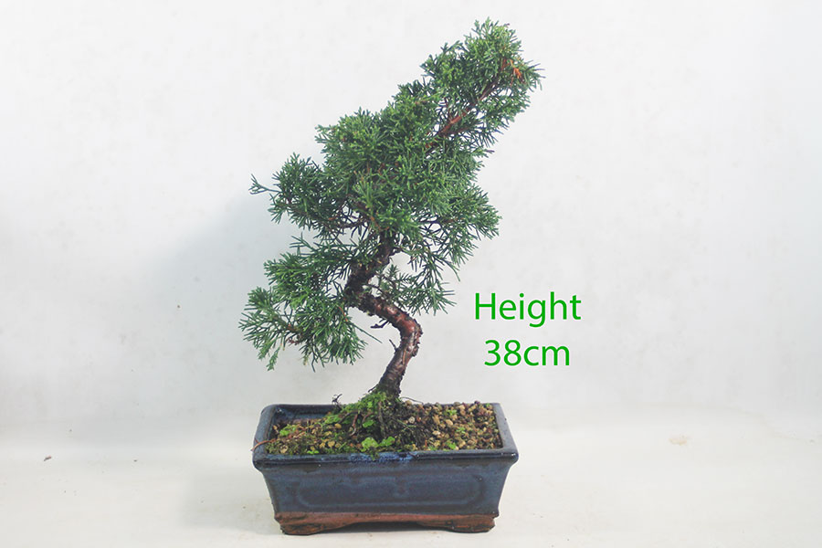 Chinese Juniper Bonsai Tree Number 34P - ALL THINGS BONSAI