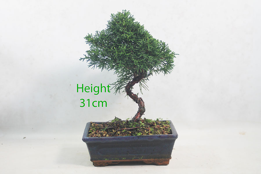 Chinese Juniper Bonsai Tree Number 178P - ALL THINGS BONSAI