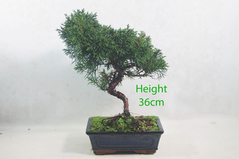 Chinese Juniper Bonsai Tree Number 180P - ALL THINGS BONSAI