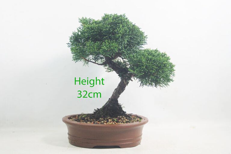 Chinese Juniper Bonsai Tree Number 73P - ALL THINGS BONSAI