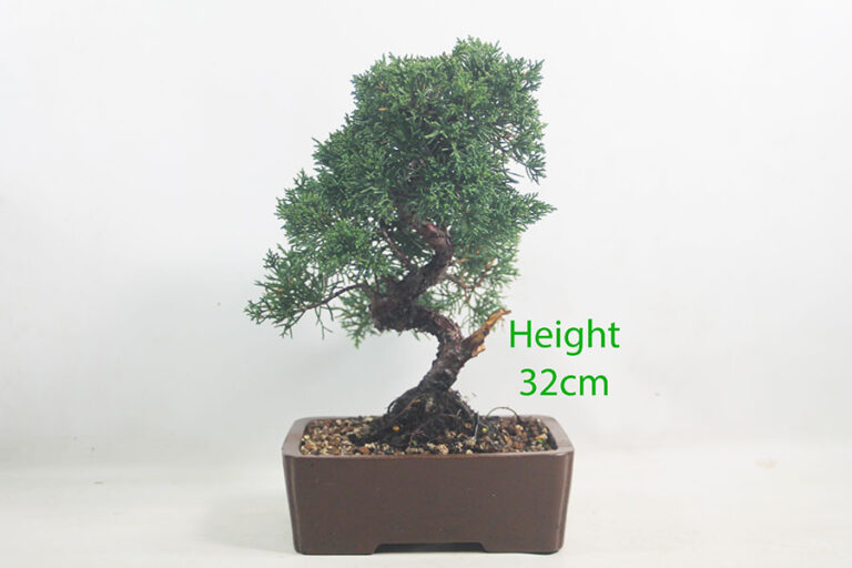 Chinese Juniper Bonsai Tree Number 51P - ALL THINGS BONSAI