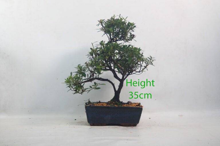 Azalea Flowering Bonsai Tree Number 361P - ALL THINGS BONSAI