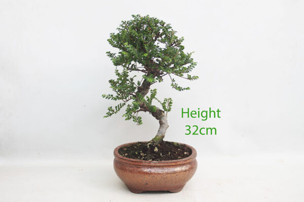 Seiju Elm Bonsai Tree Number 91P - ALL THINGS BONSAI